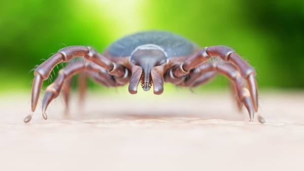 Australian Ticks – Tick Science Alliance AU