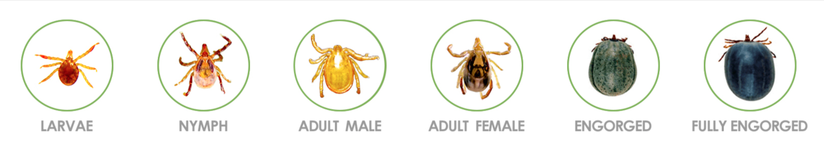 Australian Ticks – Tick Science Alliance AU